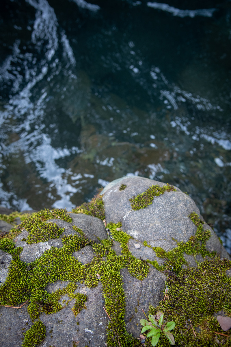 Forest Bathing in the Pacific Northwest | Rose&Emerald