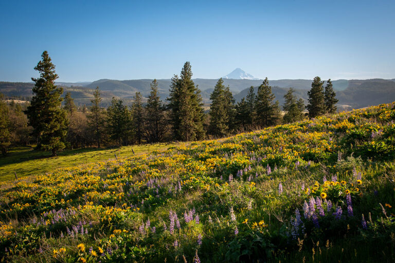 Memaloose Hills: WIldflower Hike Near Portland | Rose&Emerald